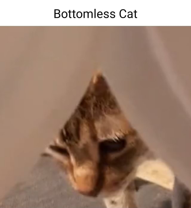 Bottomless Cat - iFunny