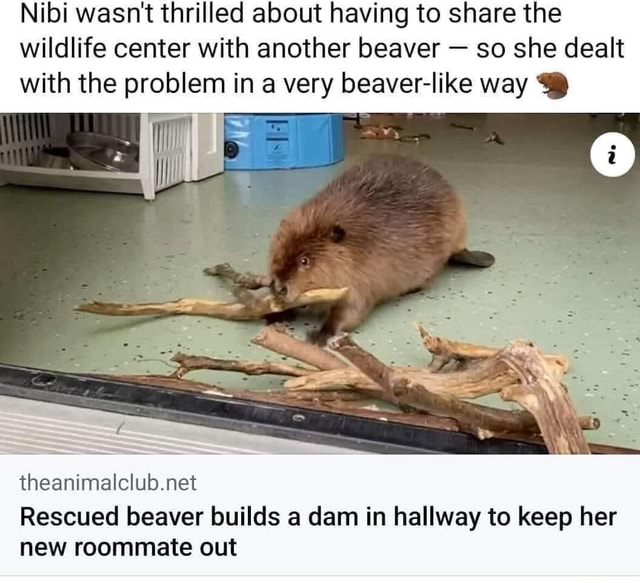 Nibi wasn't thrilled about having to share the wildlife center with ...