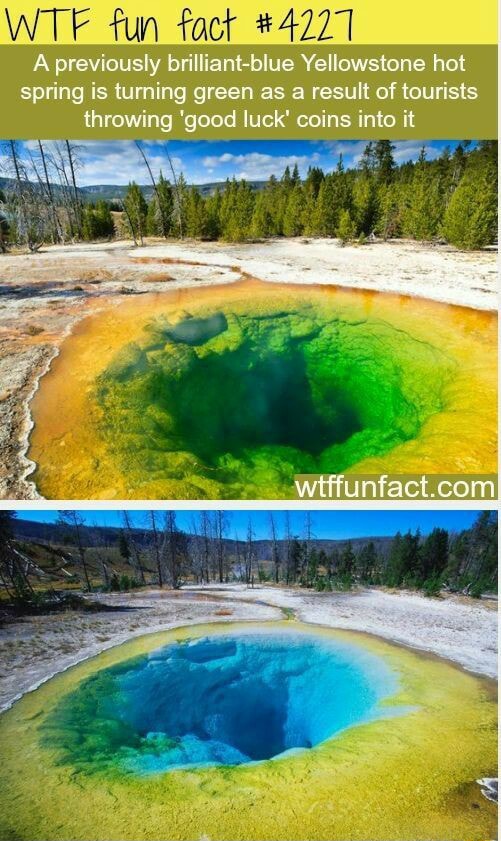 WTF fun fact #4227 Ap sly brilliant-blue Yellowstone hot spring is ...