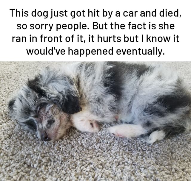 This dog just got hit by a car and died, so sorry people. But the fact ...