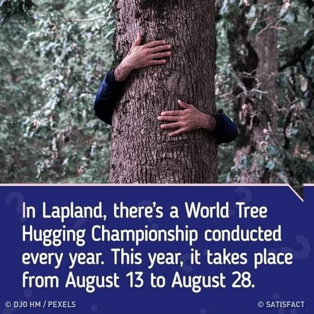 In Lapland, there's a World Tree Hugging Championship conducted every ...