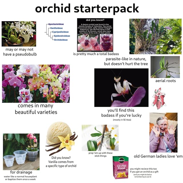 Orchid starterpack did you know? 'Apostasioideae Vanilloideae ...