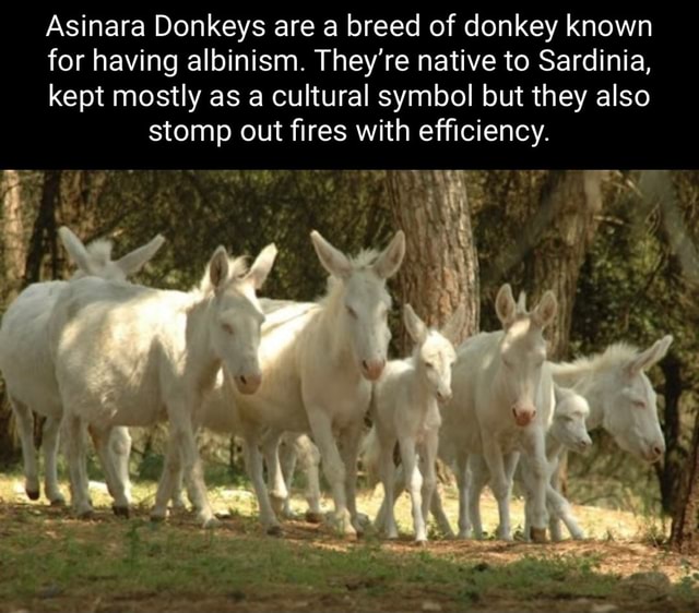 Asinara Donkeys are a breed of donkey known for having albinism. They ...