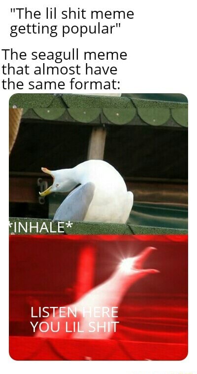 "The lil shit meme getting popular" The seagull meme that almost have ...