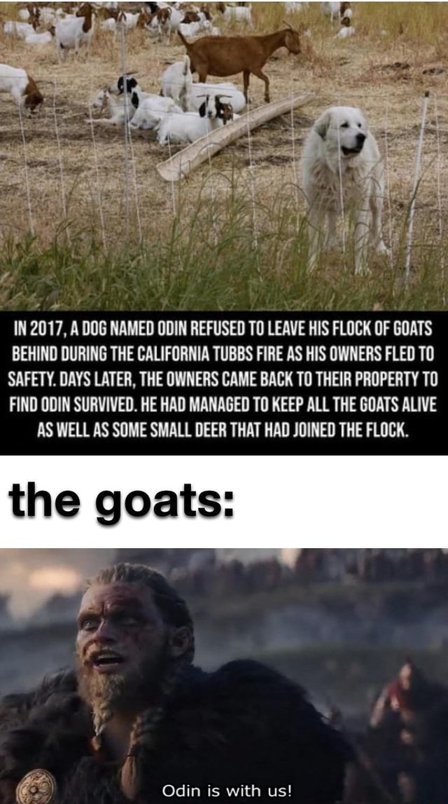 IN 2017, A DOG NAMED ODIN REFUSED TO LEAVE HIS FLOCK OF GOATS BEHIND ...