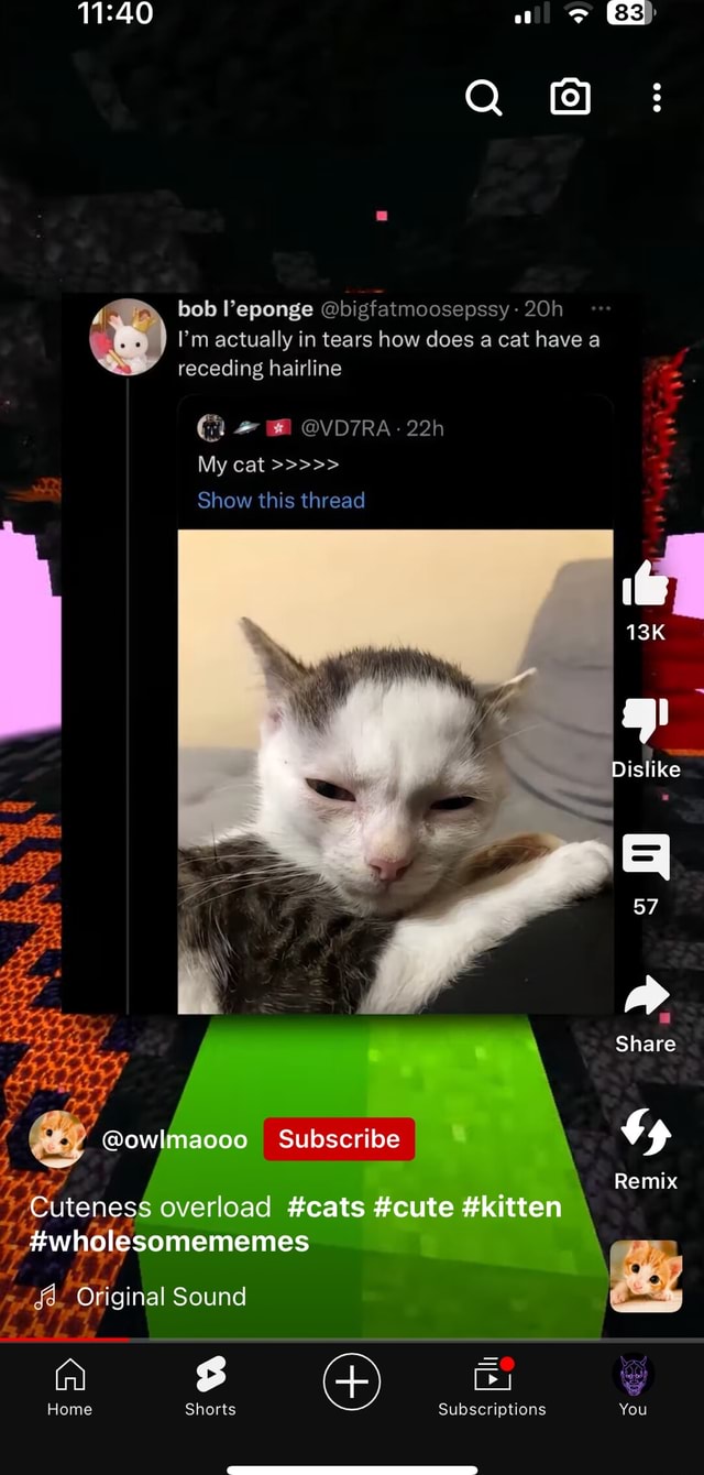 Bob eponge @bigfatmoosepssy- I'm actually in tears how does a cat have ...