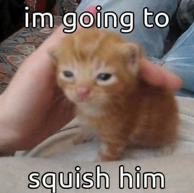 Im going to squish him - iFunny