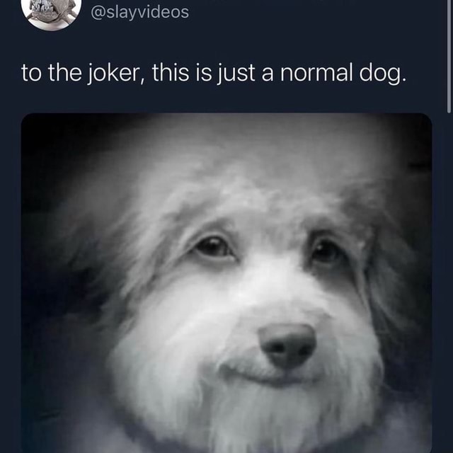 To the joker, this is just a normal dog. - iFunny