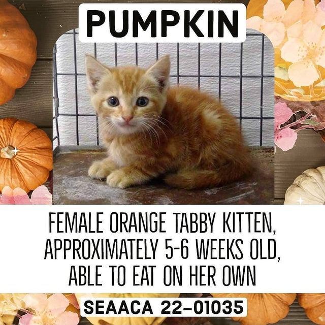 FEMALE ORANGE TABBY KITTEN, APPROXIMATELY 5-6 WEEKS OLD, ABLE TO EAT ON ...