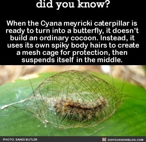 Did you know? When the Cyana meyricki caterpillar is ready to turn into ...