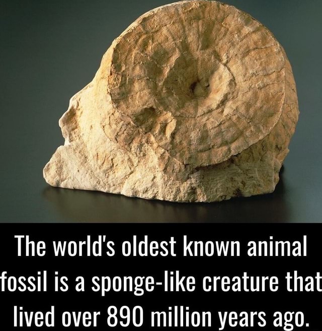 The world's oldest known animal fossil is a sponge-like creature that ...