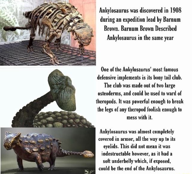Ankylosaurus was discovered in 1908 during an expedition lead by Barnum ...