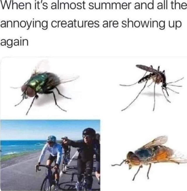 When it's almost summer and ail the annoying creatures are showing up ...