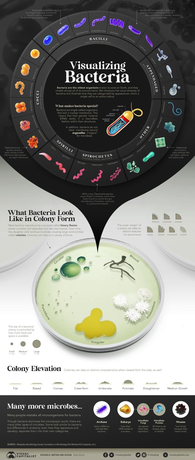 BACILLI Visualizing Bacteria Bacteria are the oldest organisms coccr ...