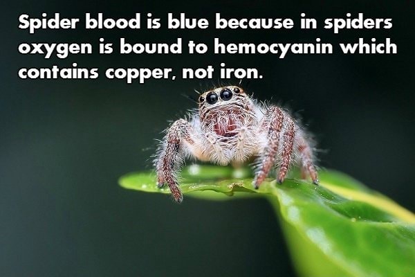 Spider blood is blue because in spiders oxygen is bound to hemocyanin ...