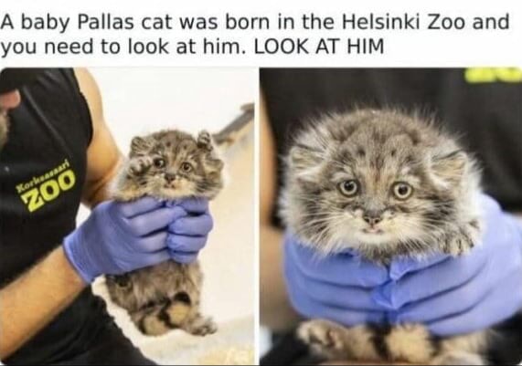 A baby Pallas cat was born in the Helsinki Zoo and you need to look at ...