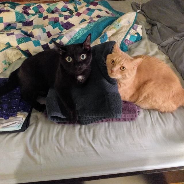 Frodo on the left (his face always looks like that) and my fat ...