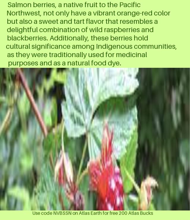 Salmon berries, a native fruit to the Pacific Northwest, not only have ...