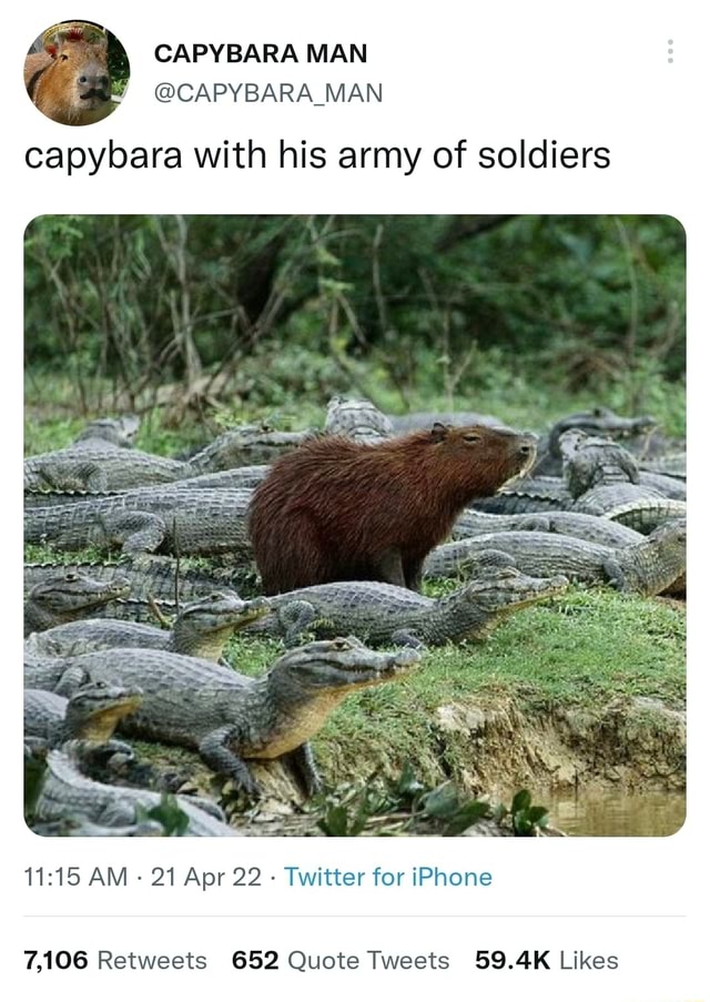 Capybara with his army of soldiers AM - 21 Apr 22 - Twitter for iPhone ...