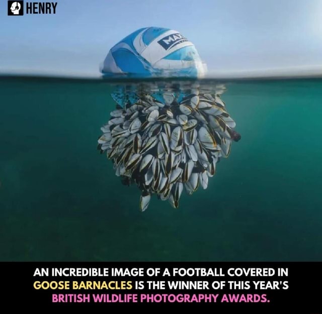 AN INCREDIBLE IMAGE OF A FOOTBALL COVERED IN GOOSE BARNACLES IS THE ...
