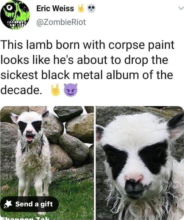 This lamb born with corpse paint looks like he's about to drop the ...