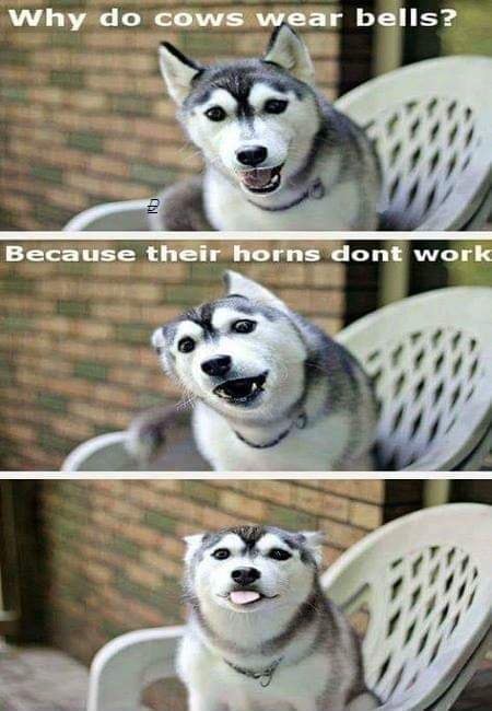 Why do cows wear bells? Because then hors dont work - America’s best ...