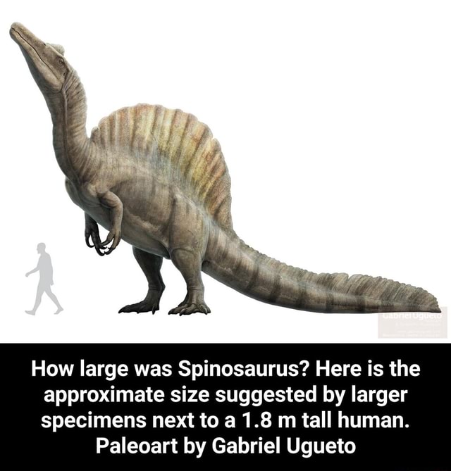 Gabriel Ugueto How large was Spinosaurus? Here is the approximate size ...