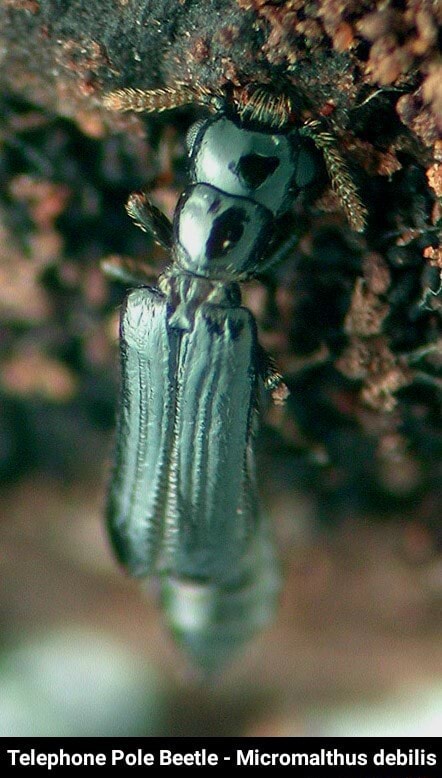Telephone Pole Beetle - Micromalthus debilis - Telephone Pole Beetle ...