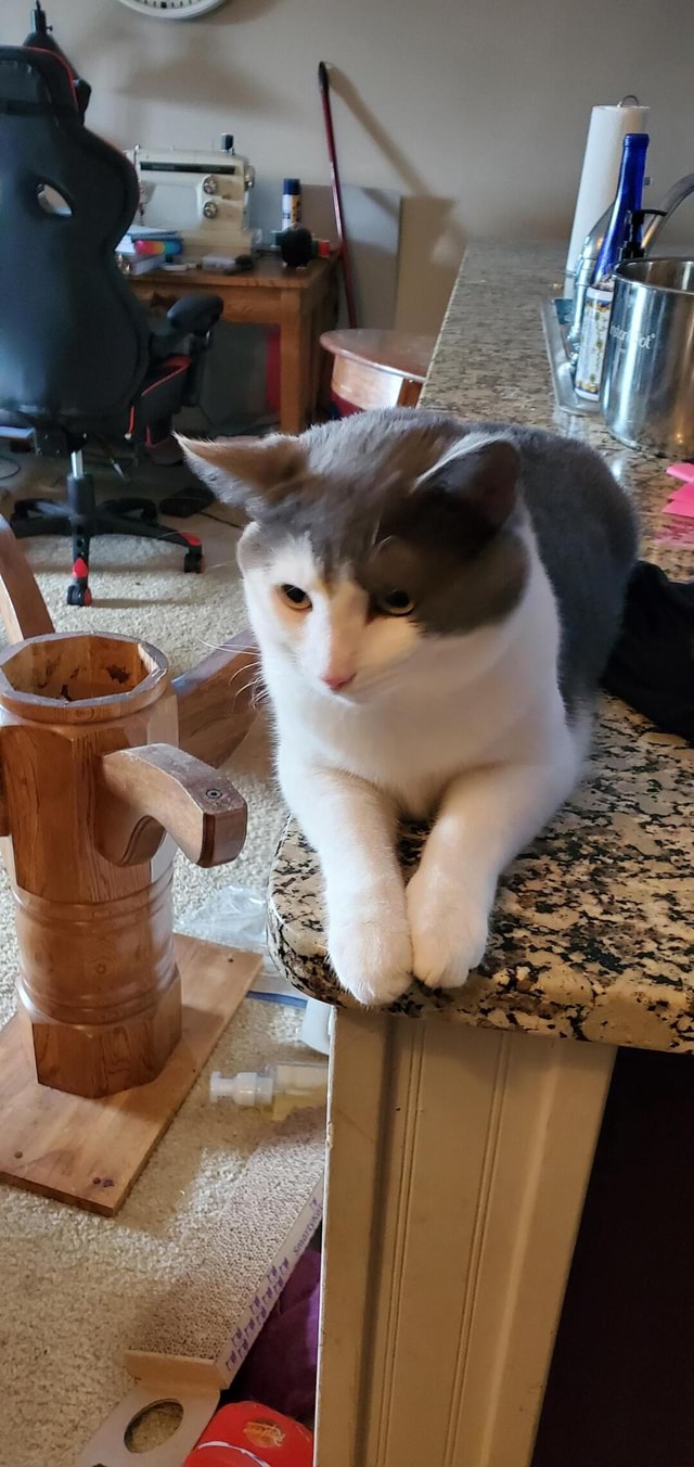 Frank the cat tax, named after Frank Gallagher of "Shameless" fame, it ...