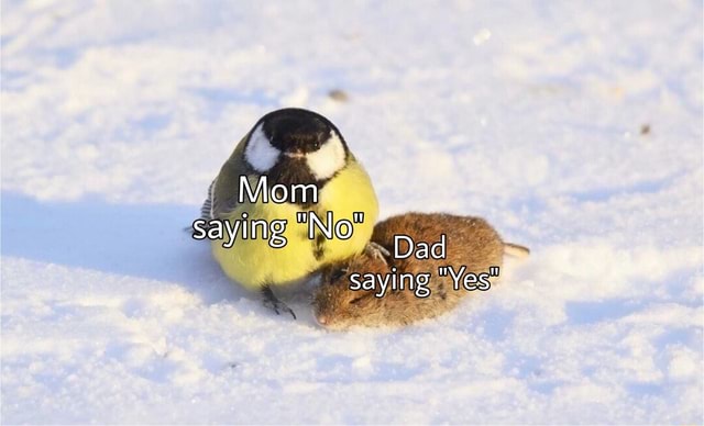 Mom saying "No" Dad saying "Yes" - iFunny