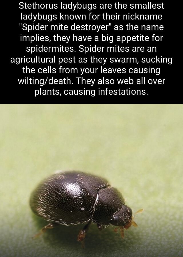 Stethorus ladybugs are the smallest ladybugs known for their nickname ...