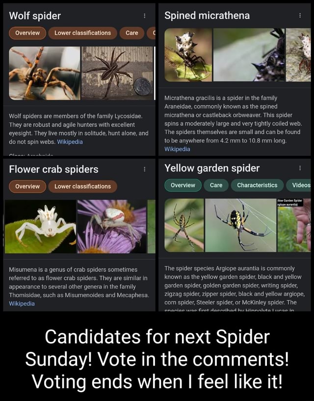 Wolf spider Overview ) Lower classifications Care Wolf spiders are members of the family ...