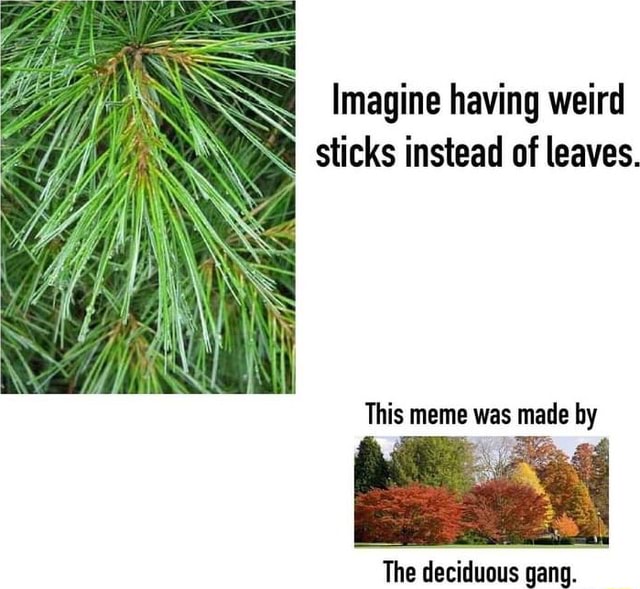 Imagine having weird sticks instead of leaves. This meme was made by ...