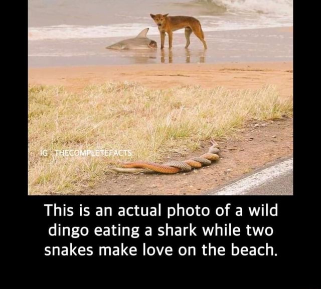 Ry This is an actual photo of a wild dingo eating a shark while two ...