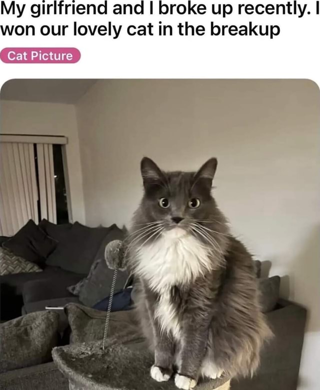 My girlfriend and I broke up recently. I won our lovely cat in the ...