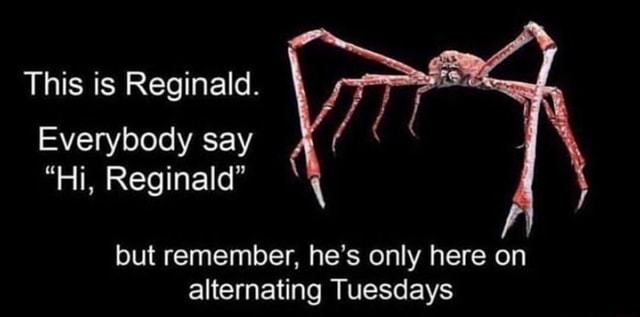 This is Reginald. Everybody say “Hi, Reginald” but remember, he's only ...