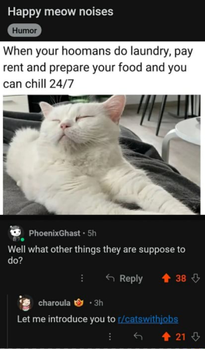 Happy meow noises When your hoomans do laundry, pay rent and prepare ...