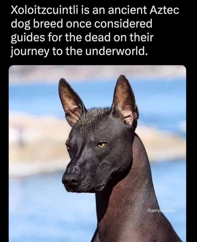 Xoloitzcuintli is an ancient Aztec dog breed once considered guides for ...