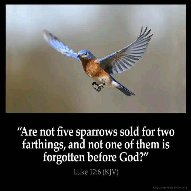 SS at "Are not five sparrows sold for two farthings, and not one of ...