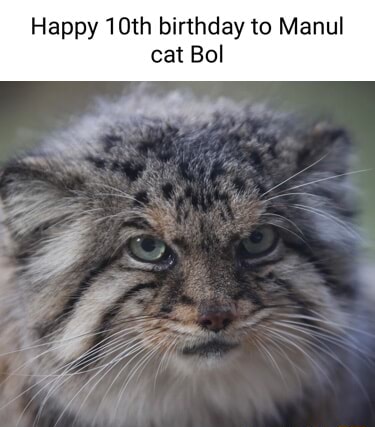 Happy 10th birthday to Manul cat Bol - iFunny