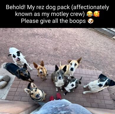 Behold! My rez dog pack (affectionately known as my motley crew) Please ...