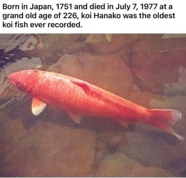 Born in Japan, 1751 and died in July 7, 1977 at a grand old age of 226 ...
