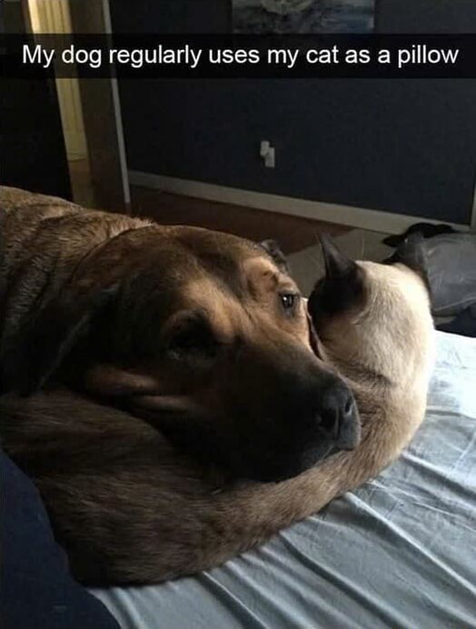 My dog regularly uses my cat as a pillow - iFunny