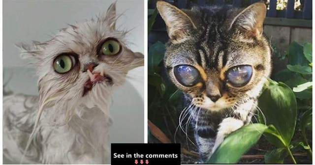 Top 10 Strangest Cats in the World - See in the comments - iFunny