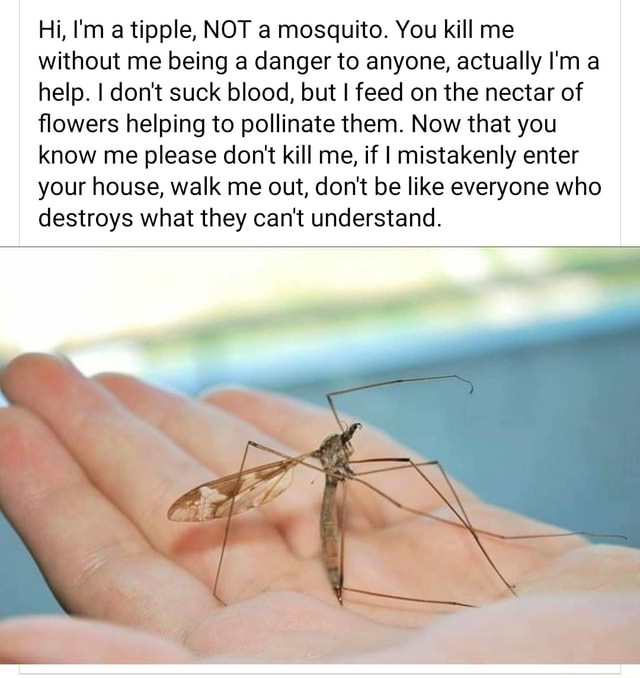 Hi, I'm a tipple, NOT a mosquito. You kill me without me being a danger ...