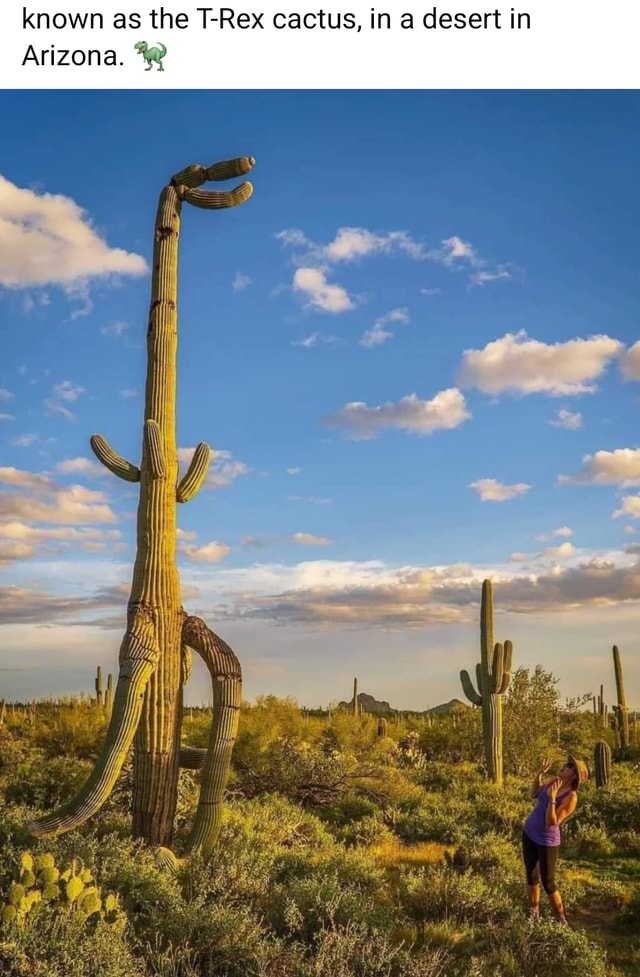Known as the T-Rex cactus, in a desert in Arizona. - iFunny