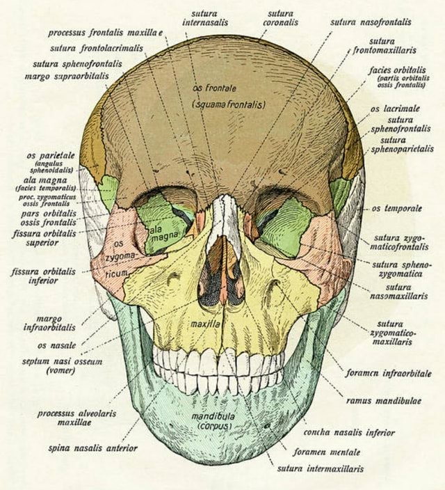 Satura sutara internasalis coronatis sulura nasofrontalis processus ...