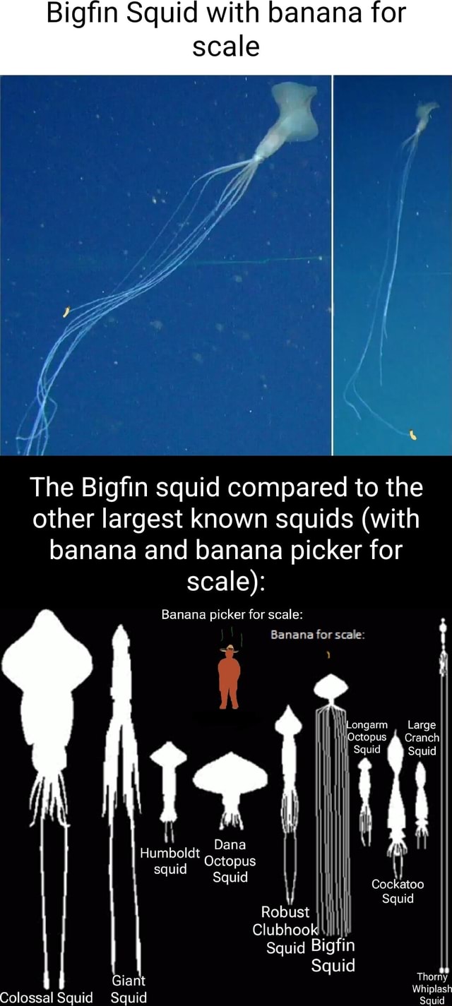 Bigfin Squid with banana for scale The Bigfin squid compared to the ...