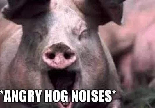 Al "ANGRY HOG NOISES' - iFunny