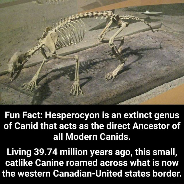 E Fun Fact: Hesperocyon is an extinct genus of Canid that acts as the ...